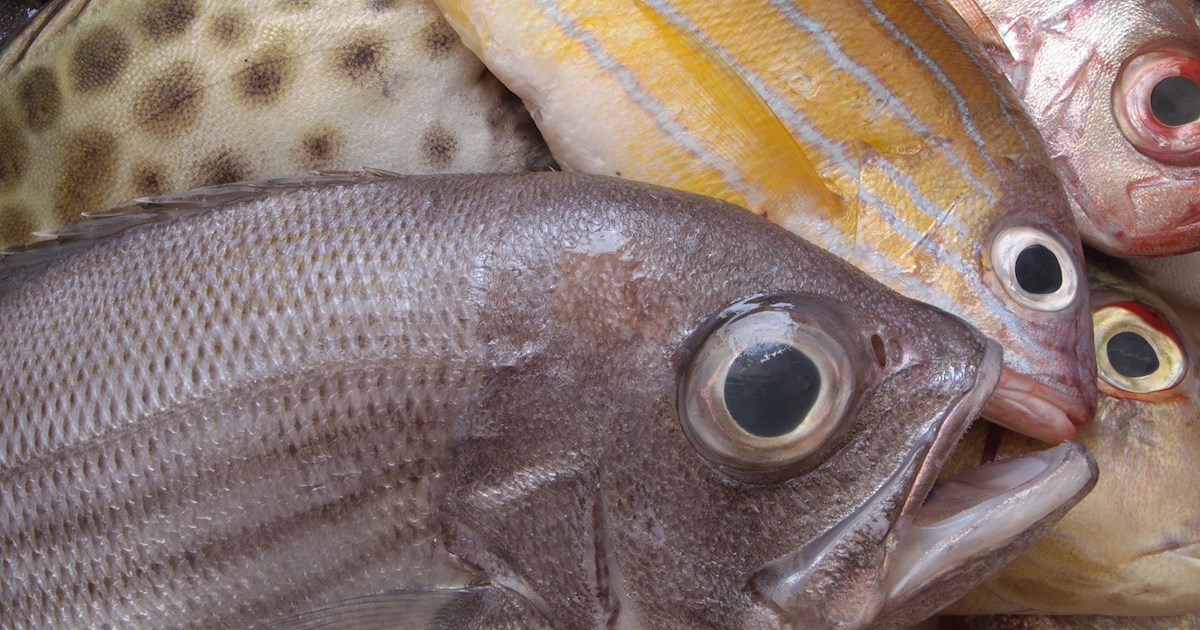 Australian Saltwater Fishes: 3 Saltwater Fish Types in Australia ...