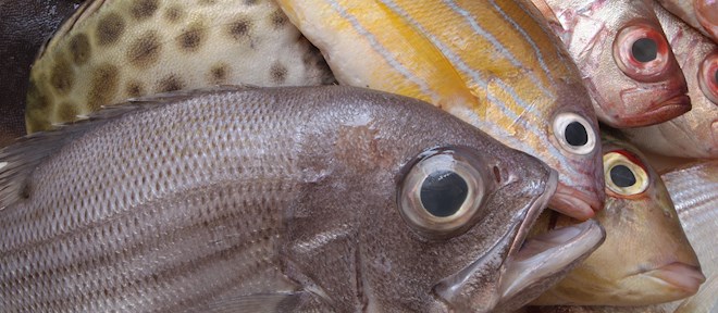 Australian Saltwater Fishes: 3 Saltwater Fish Types in Australia ...