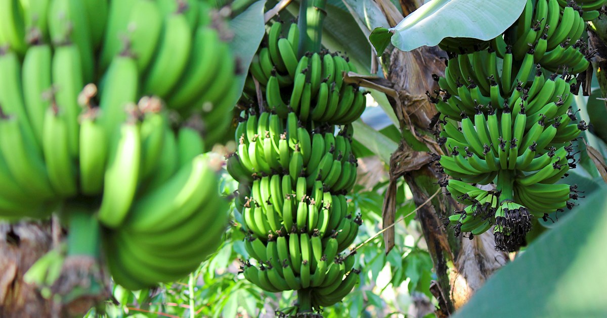 African Fruits: 4 Fruit Types in Africa | TasteAtlas