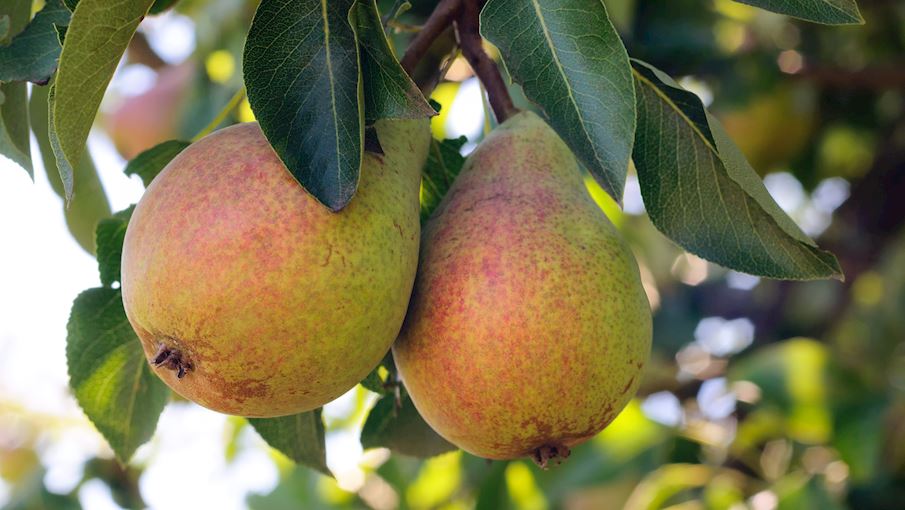 50 Most Popular European Fruits (Types and Products) - TasteAtlas