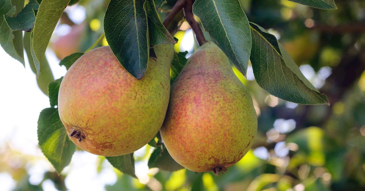 Belle Angevine | Local Pear From Beaulieu-sur-Layon, France