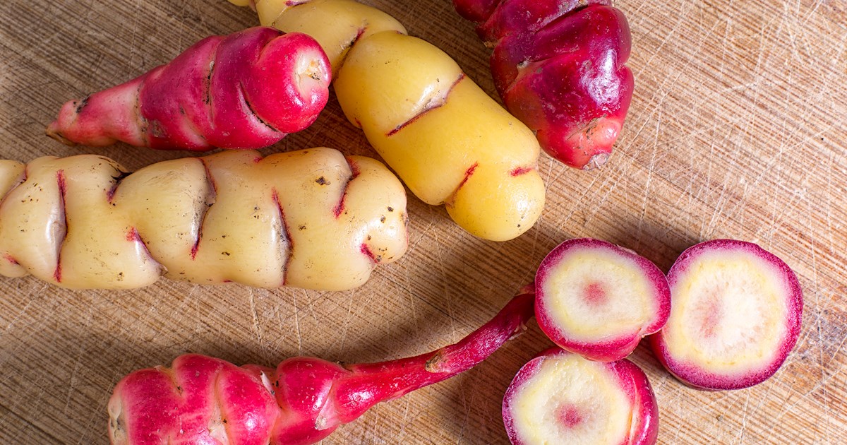 Oca | Local Tuber From Peru