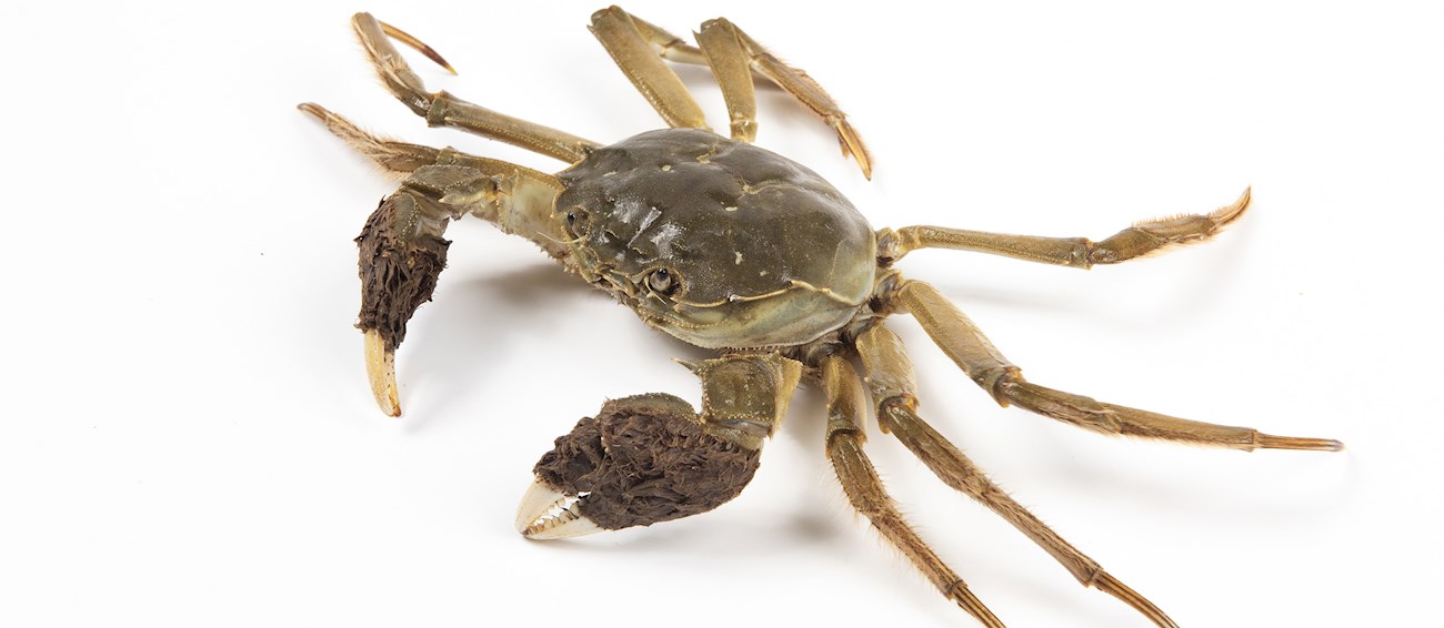 6 Best Seafood in China - TasteAtlas