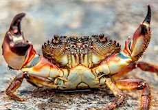 Saltwater Crabs of the World: 8 Saltwater Crab Types | TasteAtlas