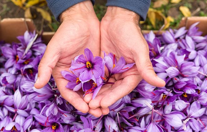 Saffron of the World: 9 Saffron Types | TasteAtlas