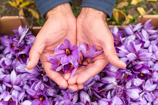 Saffrons of the World: 9 Saffron Types | TasteAtlas