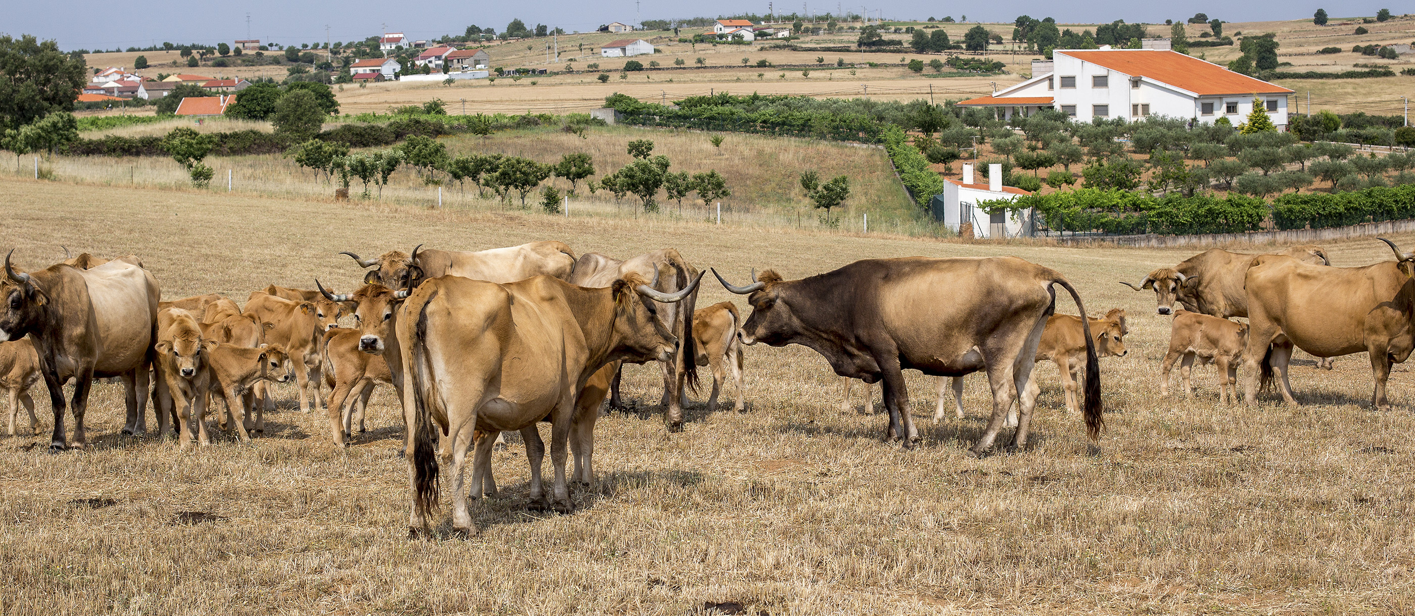 Vitela de Lafões | Local Veal From Lafões, Portugal