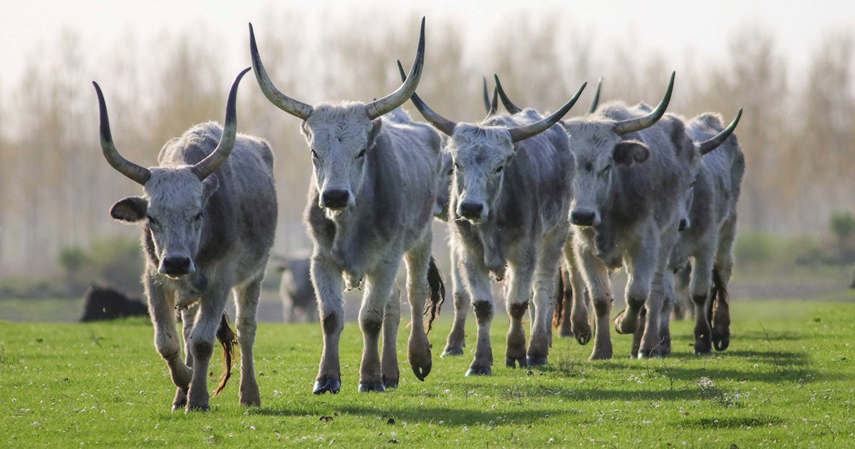 Slavonsko-srijemski Podolac | Local Beef Cattle Breed From Slavonia and ...