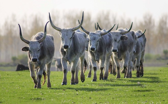 Central European Beef Cattle Breeds: 6 Beef Cattle Breed Types in ...