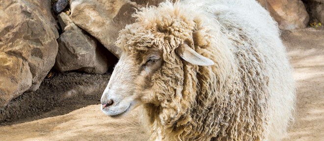 Spanish Sheeps: 6 Sheep Types in Spain | TasteAtlas