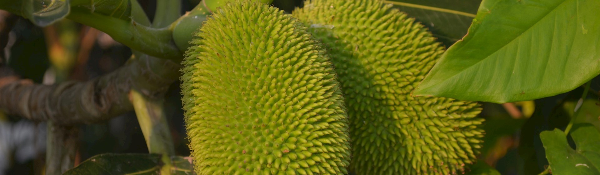3 Best Tropical Fruits in the Philippines - TasteAtlas