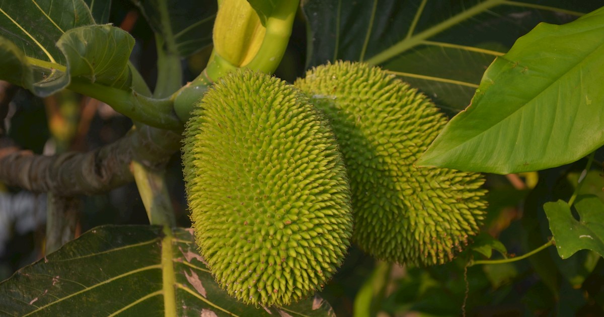 4 Best Fruits (Types and Products) in the Philippines - TasteAtlas