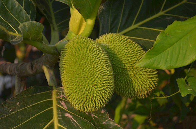 Asian Fruits: 55 Fruit Types in Asia | TasteAtlas