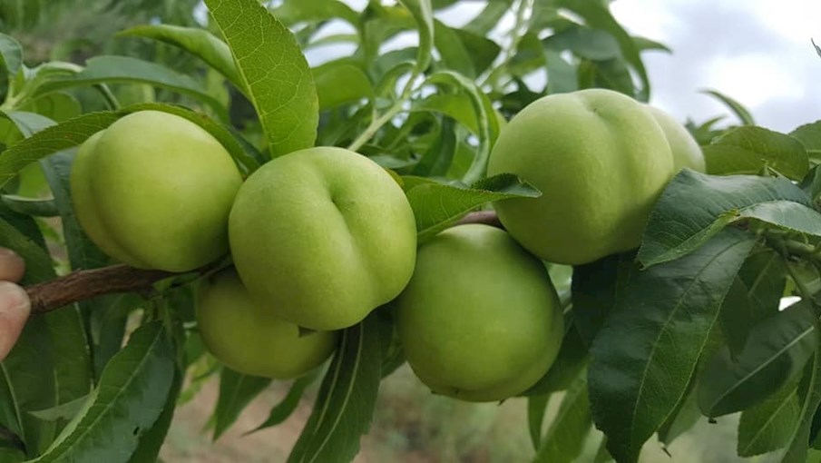 3 Best Fruits (Types and Products) in Turkiye - TasteAtlas