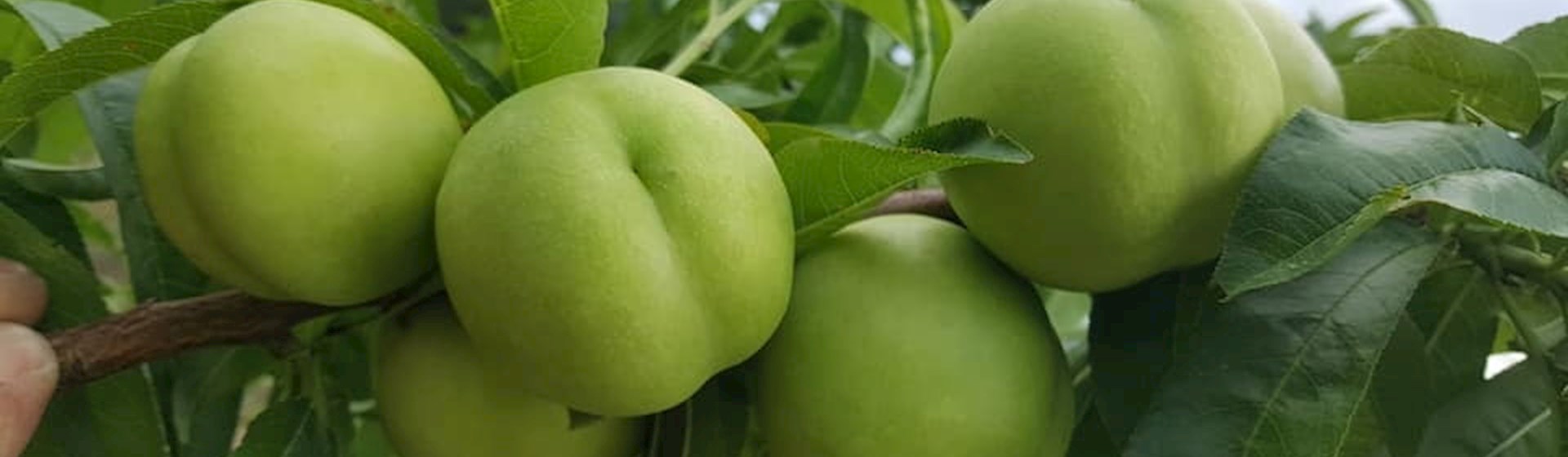 3 Best Fruits in Turkiye - TasteAtlas