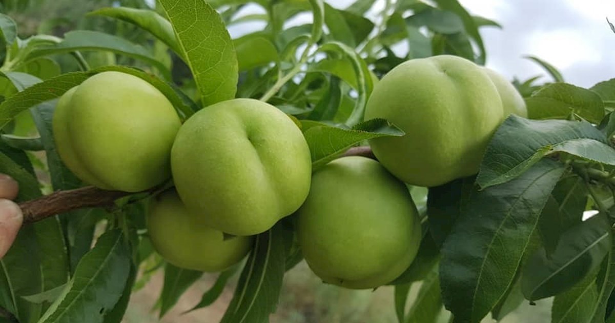 3 Best Fruits (Types and Products) in Turkiye - TasteAtlas