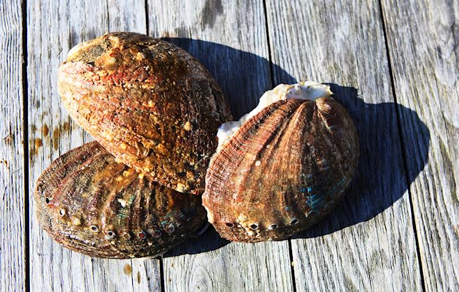 Shellfish of the World: 47 Shellfish Types | TasteAtlas