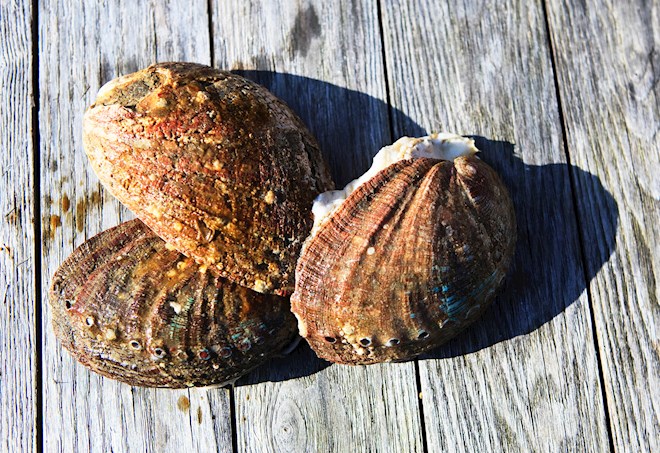 British Shellfishes: 12 Shellfish Types in United Kingdom | TasteAtlas
