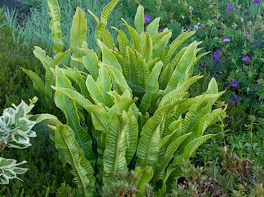 Names Of Plants In Europe