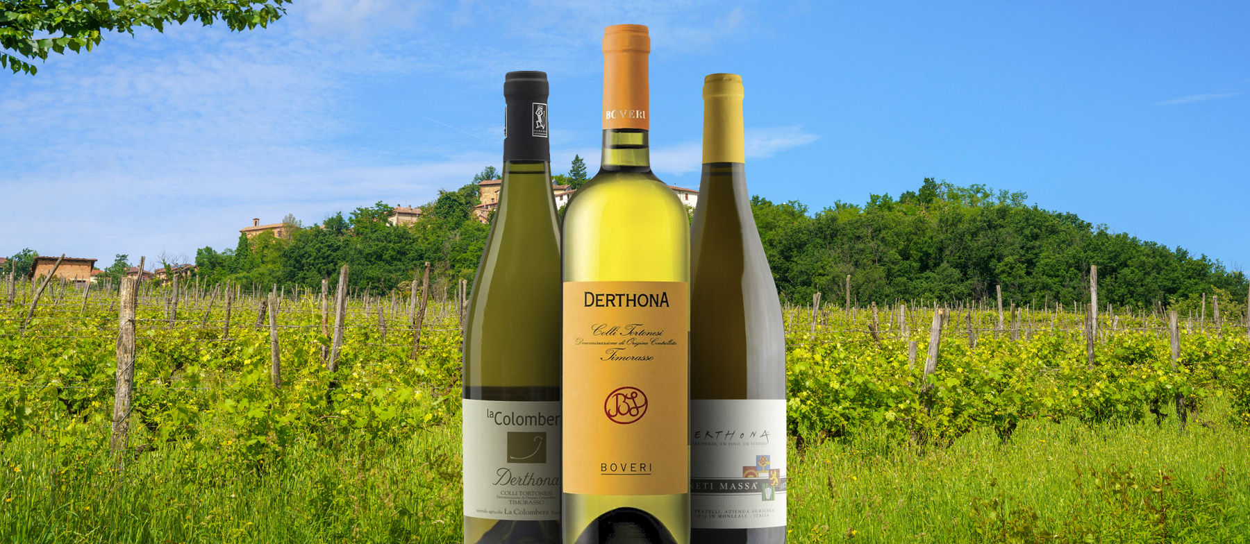 Timorasso | Local Wine Variety From Province of Alessandria, Italy