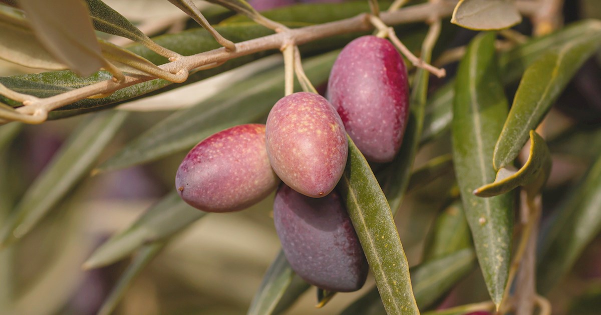 Spanish Olives: 14 Olives Types in Spain | TasteAtlas