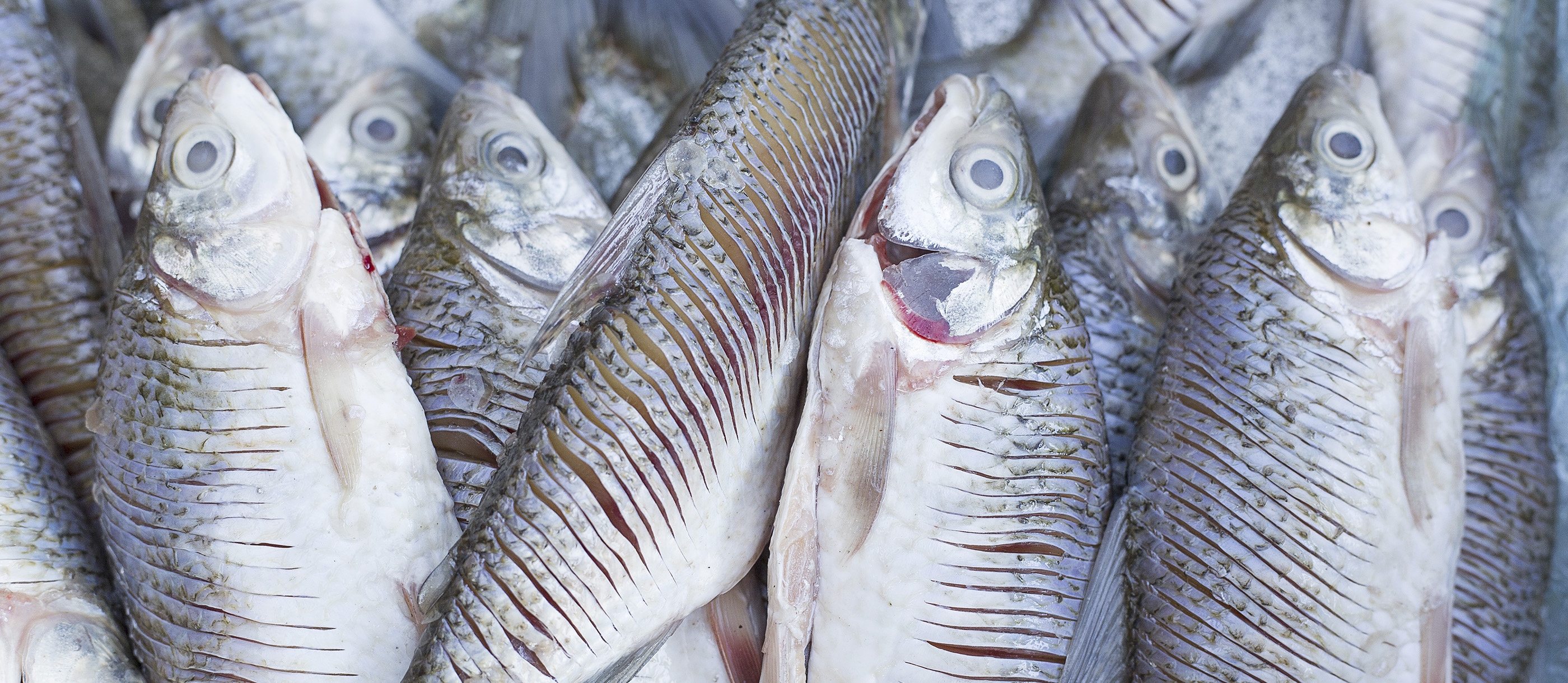 Bocachico Fish | Local Freshwater Fish From Chocó Department, Colombia