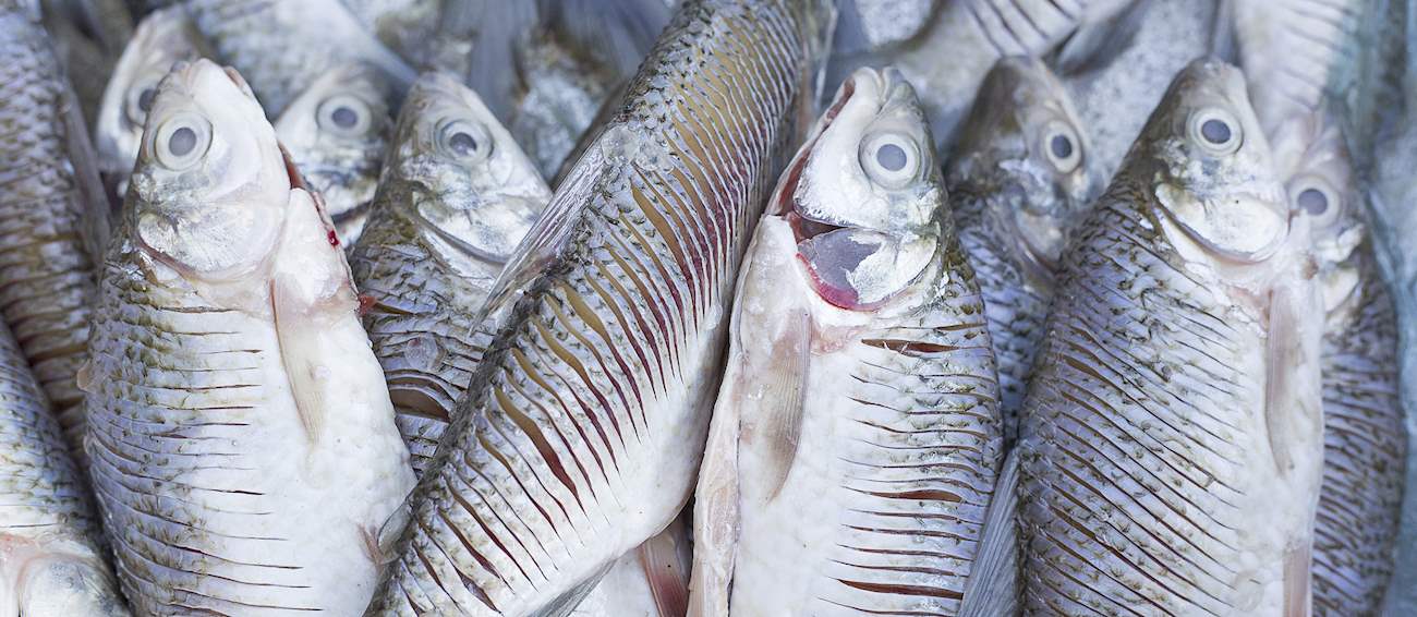 Bocachico Fish | Local Freshwater Fish From Chocó Department, Colombia