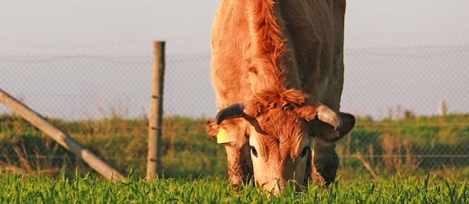 Portuguese Beef Cattle Breeds: 13 Beef Cattle Breed Types in Portugal ...