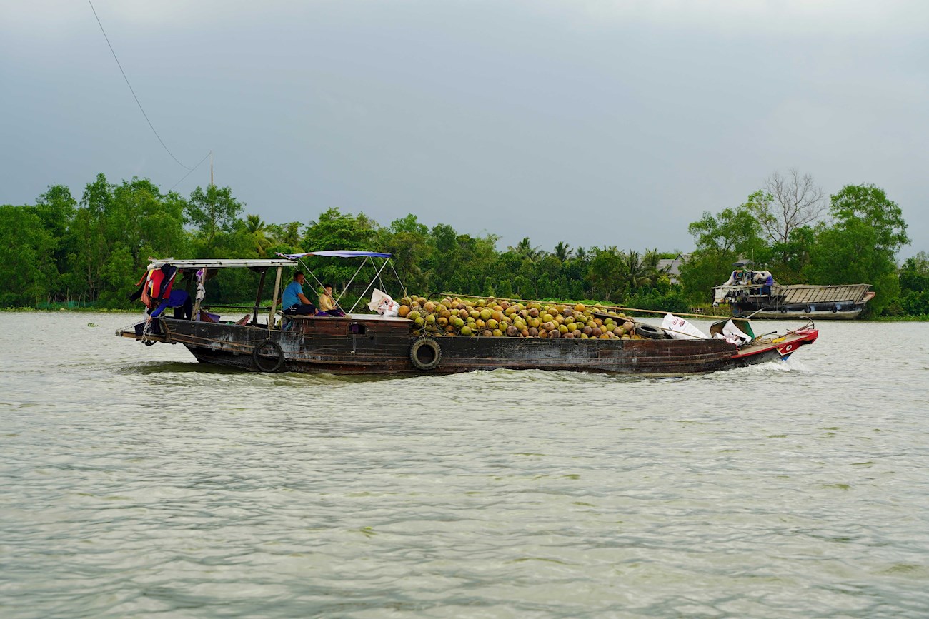Ben Tre Coconut | Local Coconut From Bến Tre Province, Southeast Asia