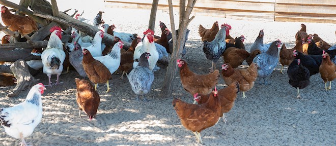French Poultry: 43 Poultry Types in France | TasteAtlas