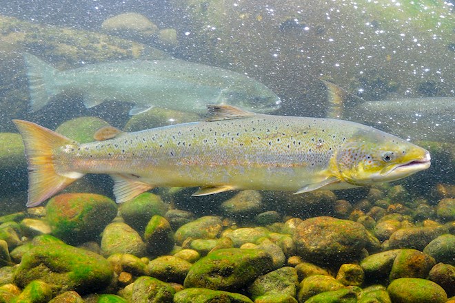 Freshwater Fishes of the World: 59 Freshwater Fish Types | TasteAtlas