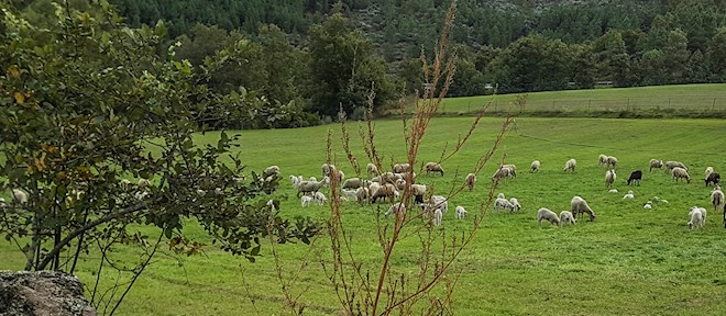 Lambs of the World: 49 Lamb Types | TasteAtlas