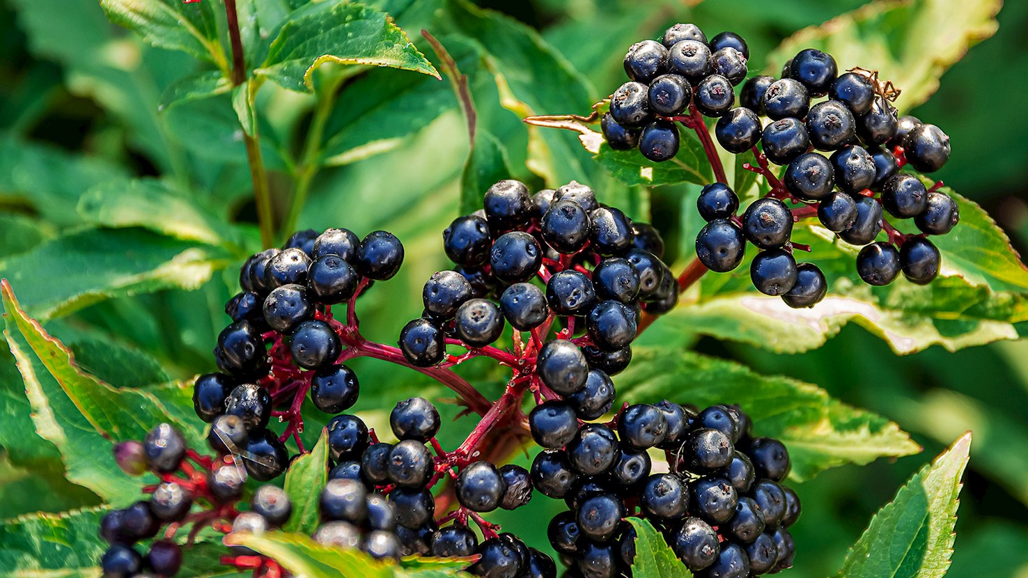 3 Best Fruits in Romania - TasteAtlas