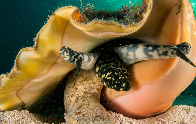 Shellfish of the World: 47 Shellfish Types | TasteAtlas