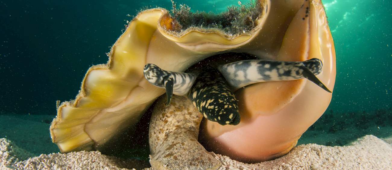 Caribbean Sea Queen Conch | Local Conch From Yucatán, Mexico