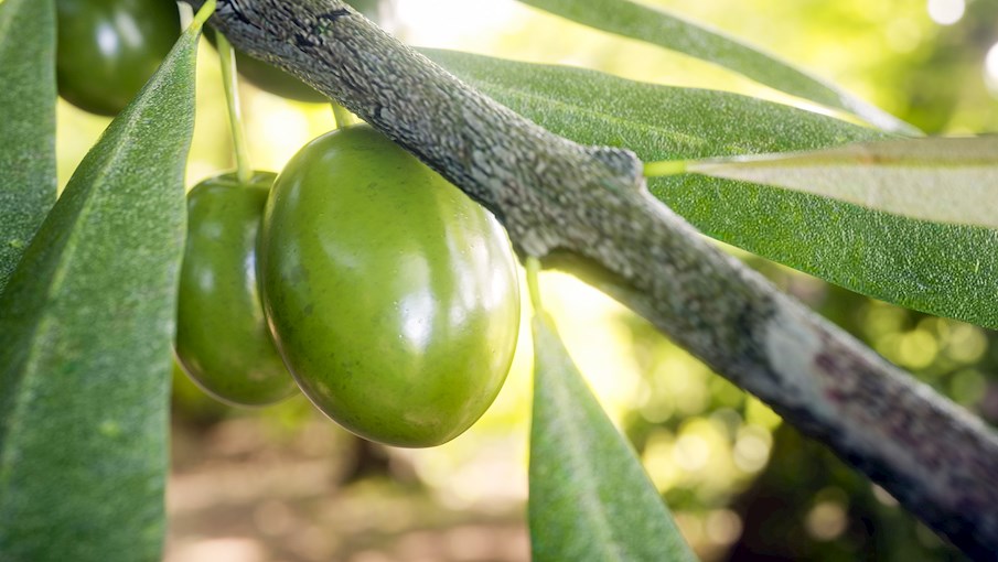 14 Best Olives in Spain - TasteAtlas