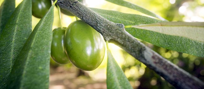 Spanish Olives: 14 Olives Types in Spain | TasteAtlas