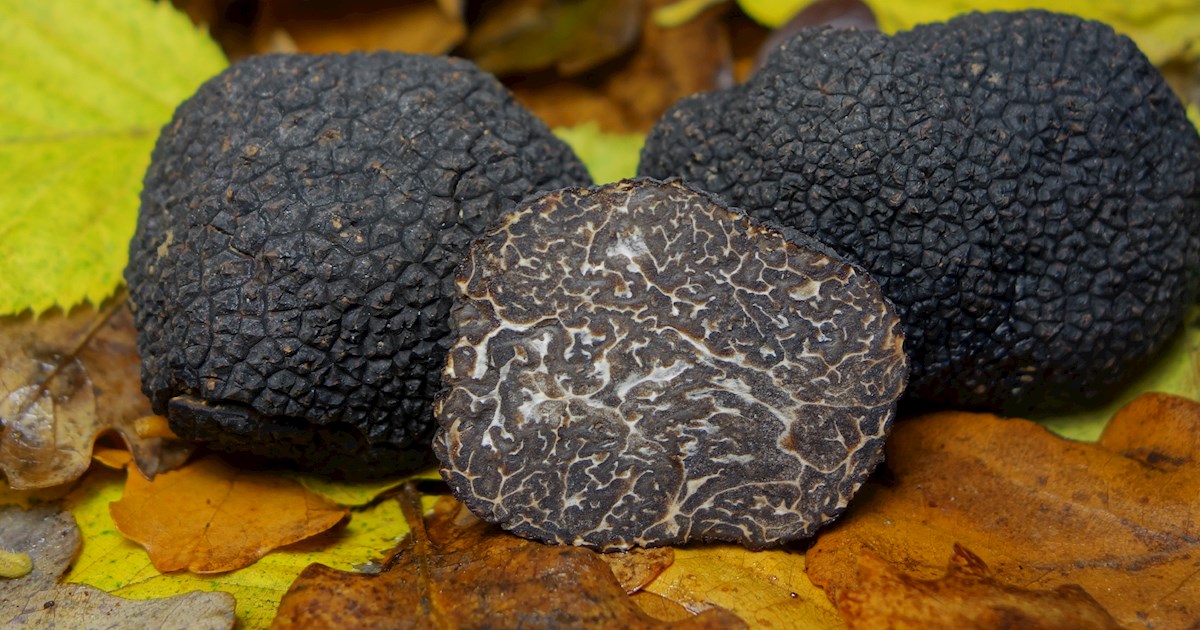 Black Truffles of the World: 8 Black Truffle Types | TasteAtlas