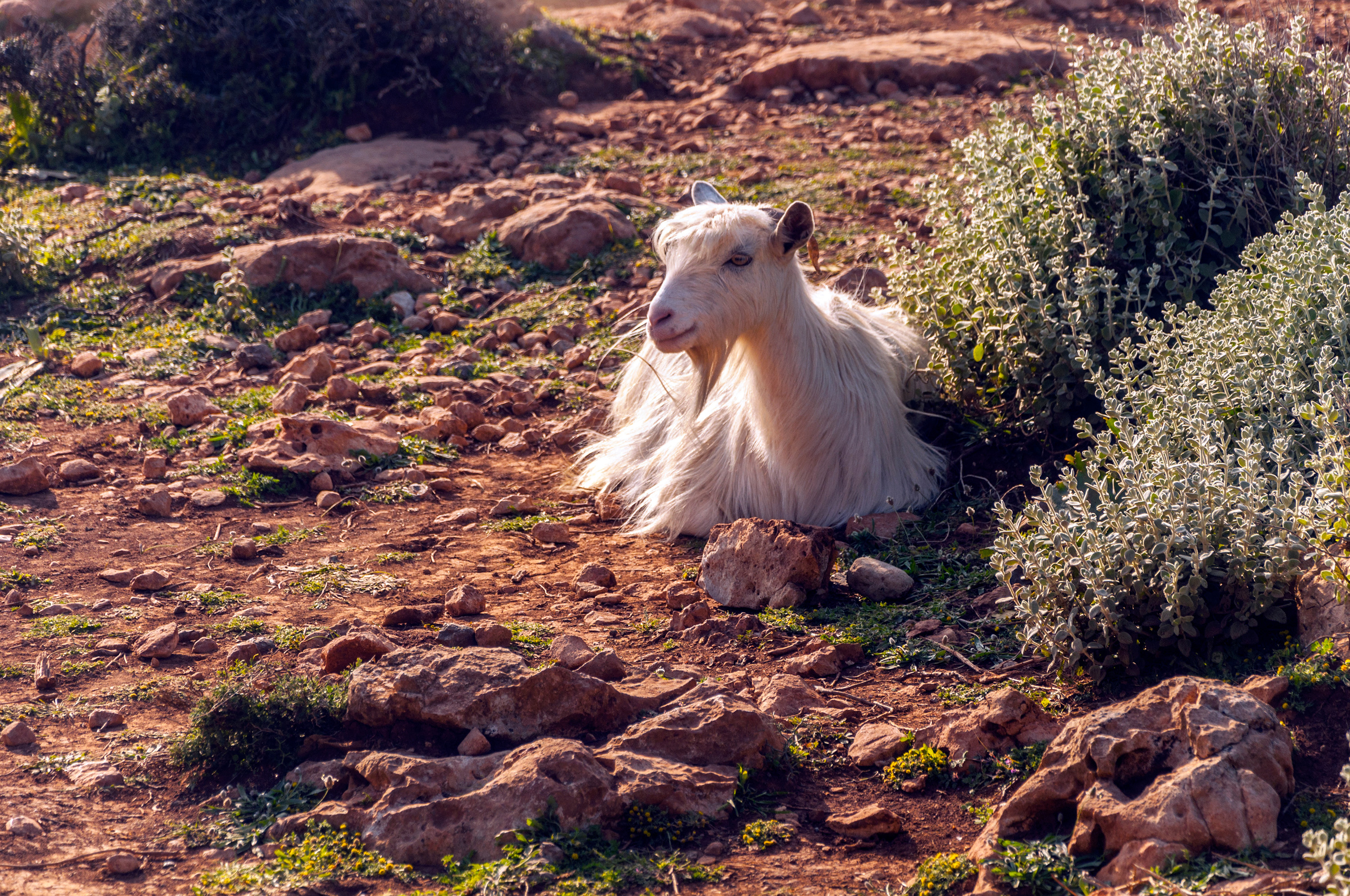 Goats of the World: 9 Goat Types | TasteAtlas