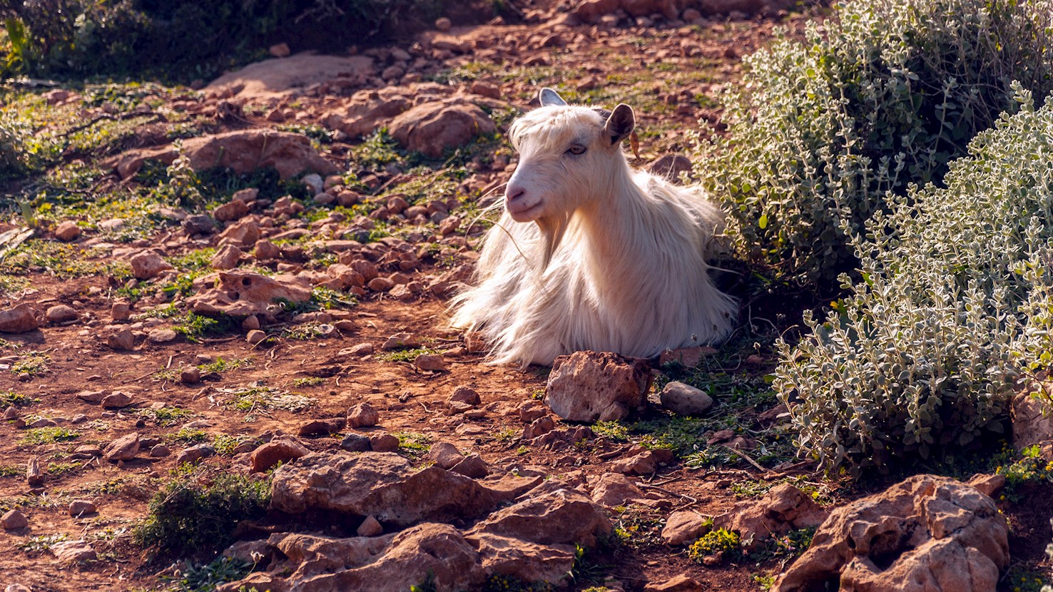 10 Best Goats in the World - TasteAtlas