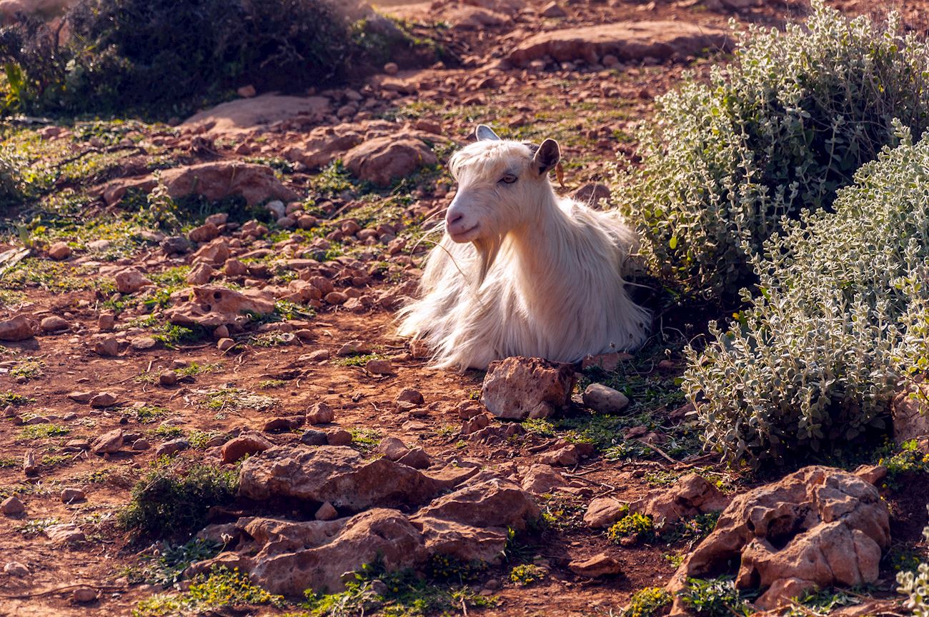 4 Best Fresh Meats in Greece - TasteAtlas