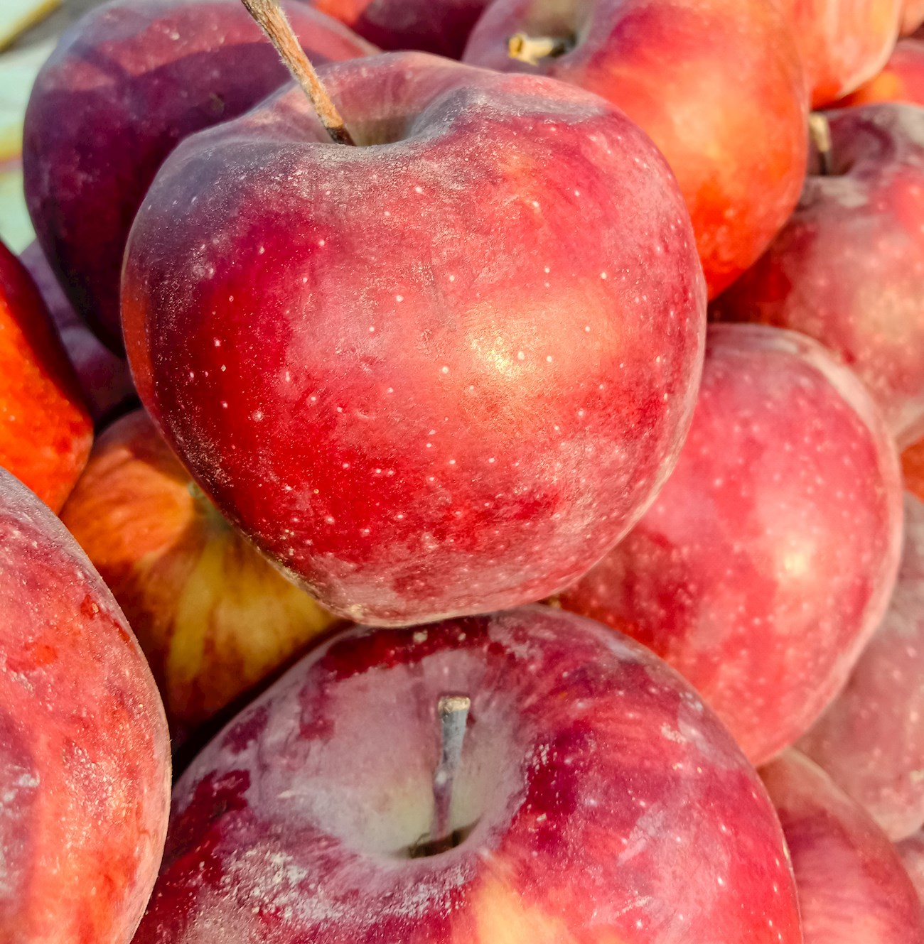 Blue Pearmain Apples | Local Apple Variety From New England, United ...