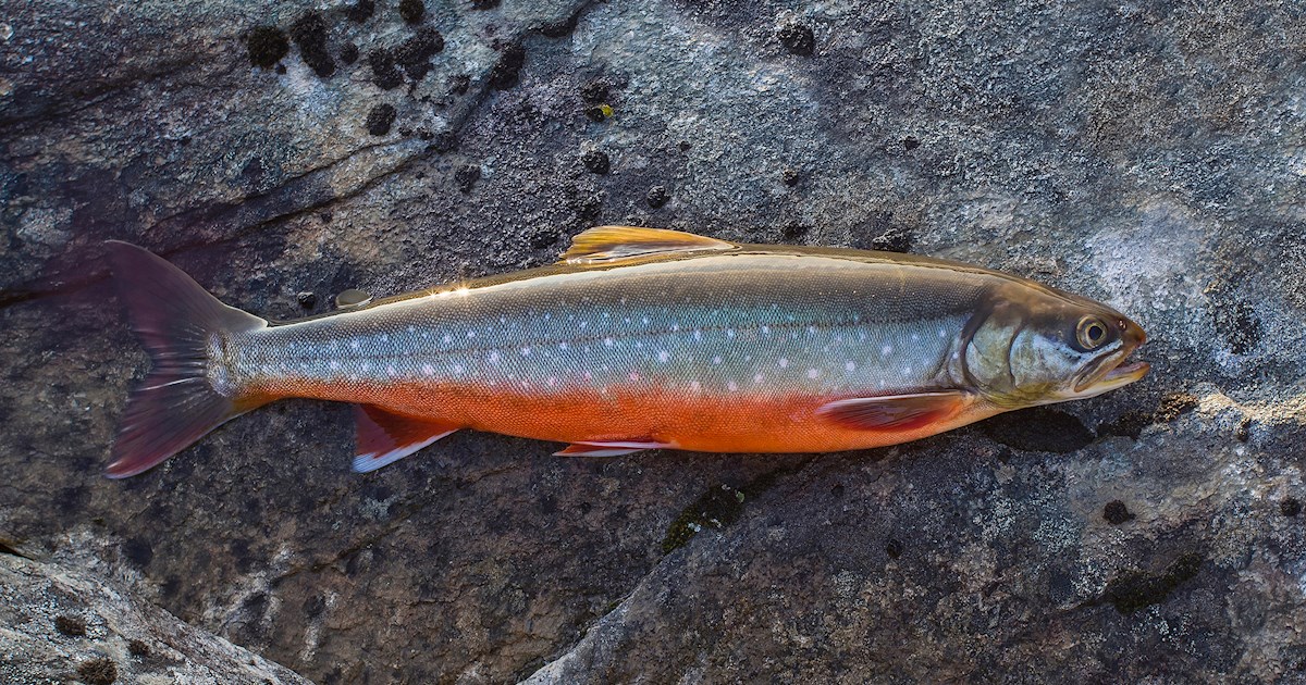 Ausseerland Saibling | Local Char From Ausseerland, Austria