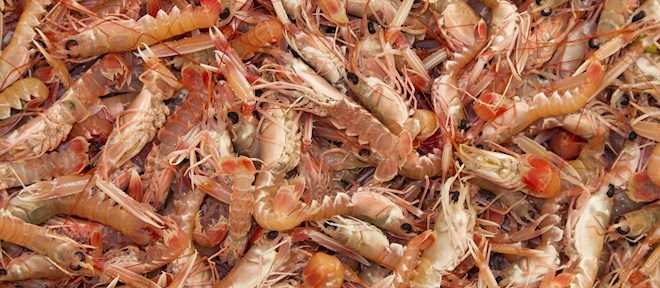 Central European Shellfish: 6 Shellfish Types in Central Europe ...