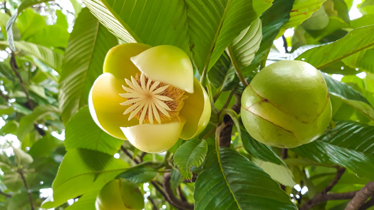 6 Best Fruits in India - TasteAtlas