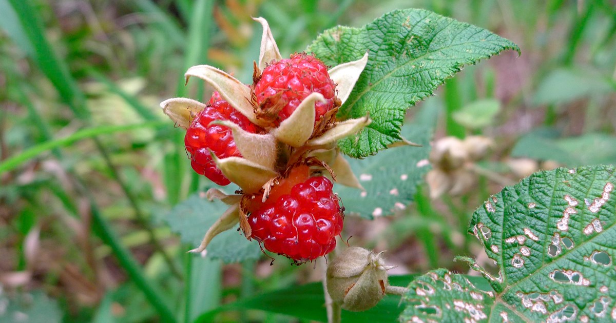 3 Best Berries in Australia - TasteAtlas