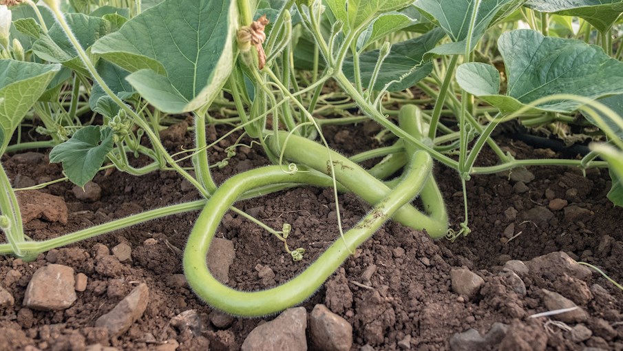 50 Most Popular Western European Vegetables - TasteAtlas