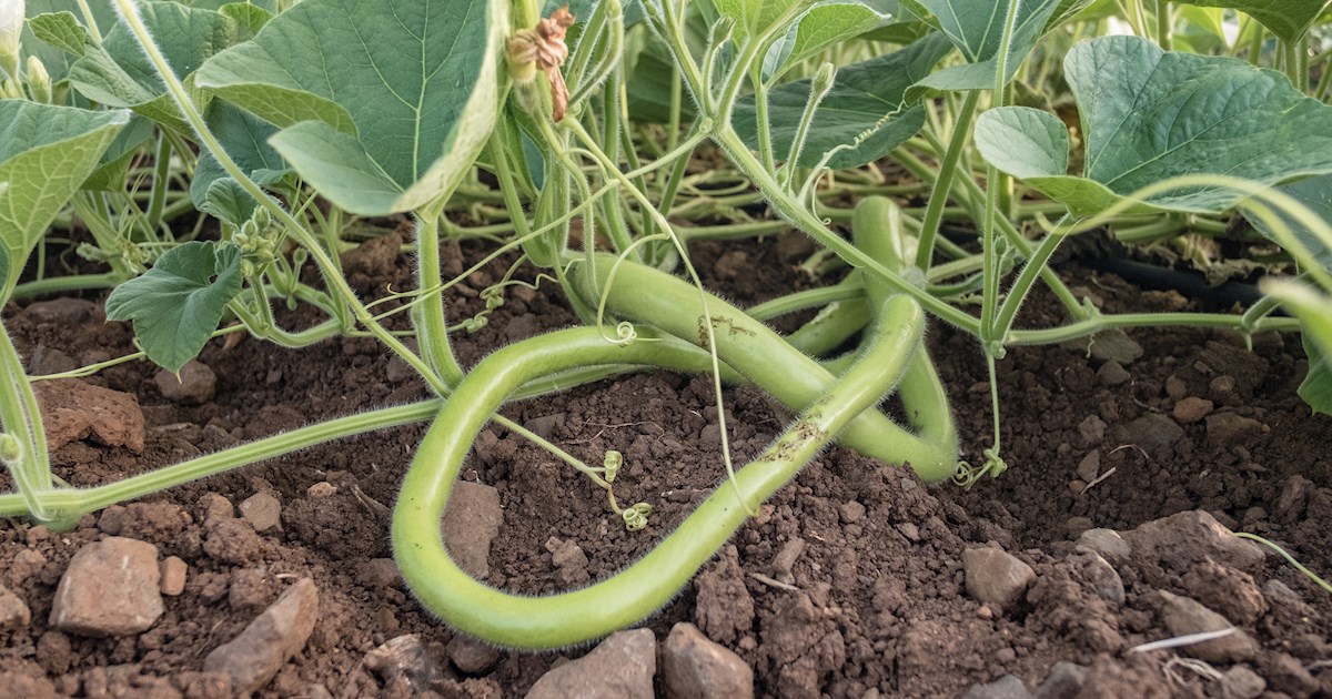 Tenerumi | Local Summer Squash From Sicily, Italy