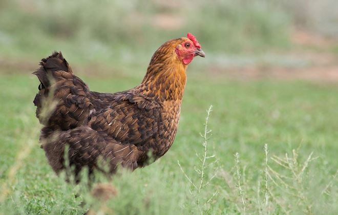 Poultries of the World: 52 Poultry Types | TasteAtlas