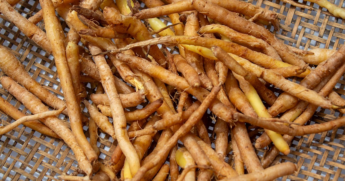 Fingerroot | Local Ginger From Southeast Asia